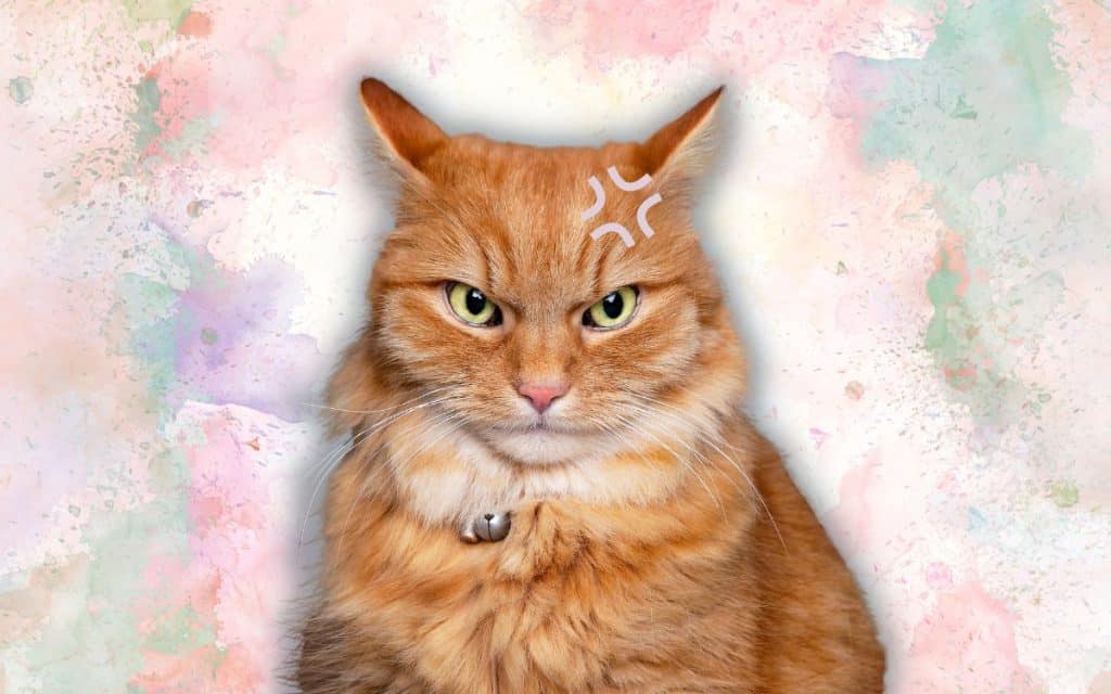 Why You Should Watch Out for a Angry Libra? - Enrich Love